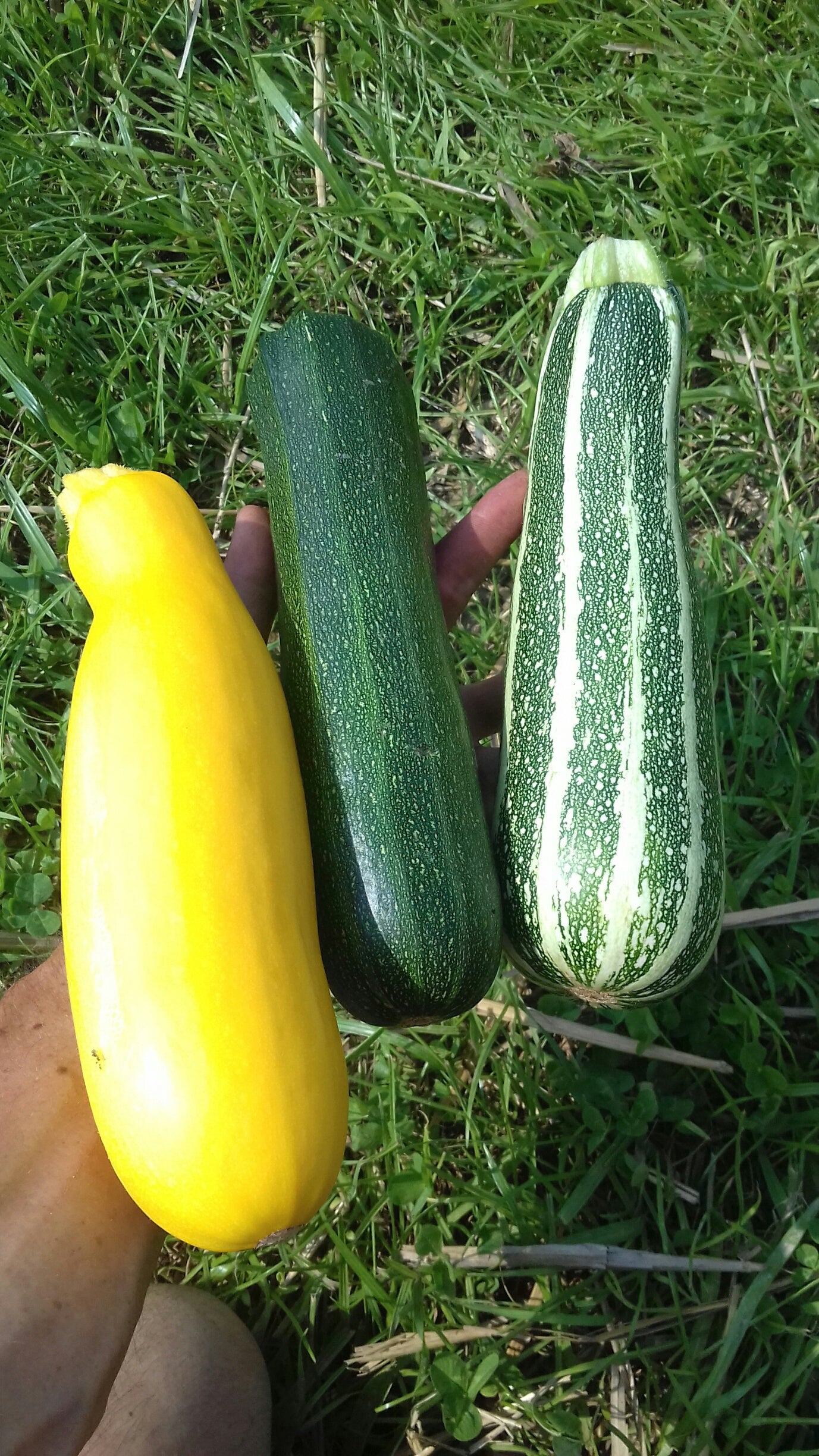 Les Courgettes – GRAINES DE FLANDRE