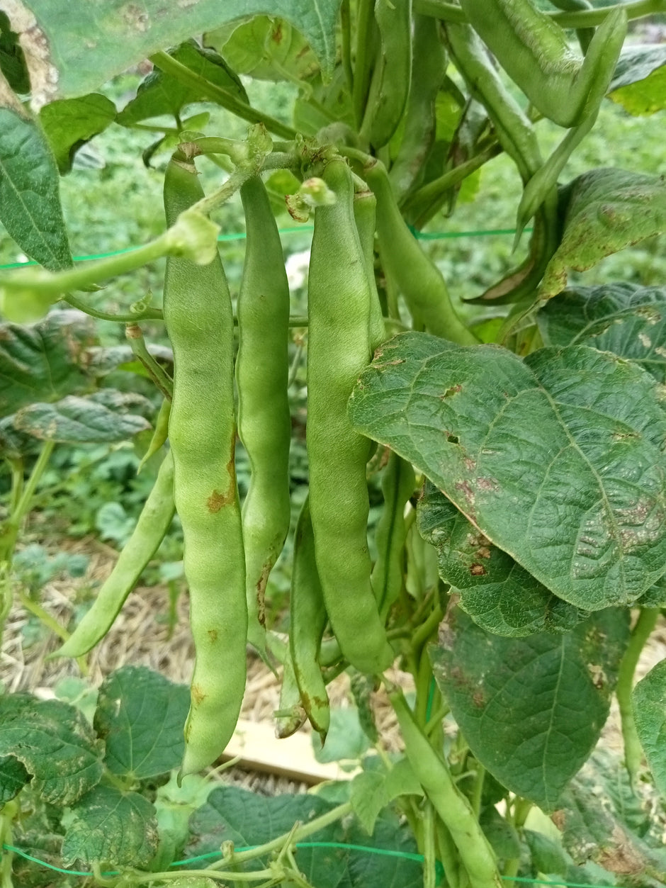 Les haricots grimpants – GRAINES DE FLANDRE