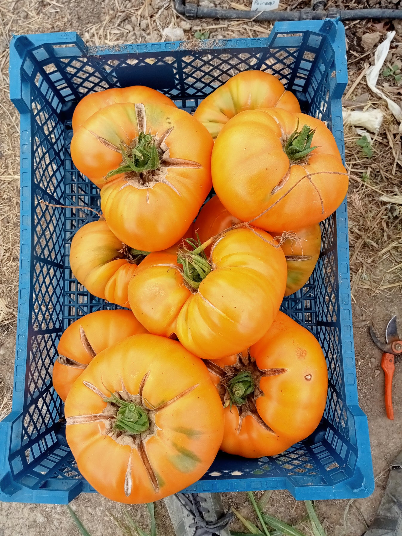 Tomate Amana orange – GRAINES DE FLANDRE