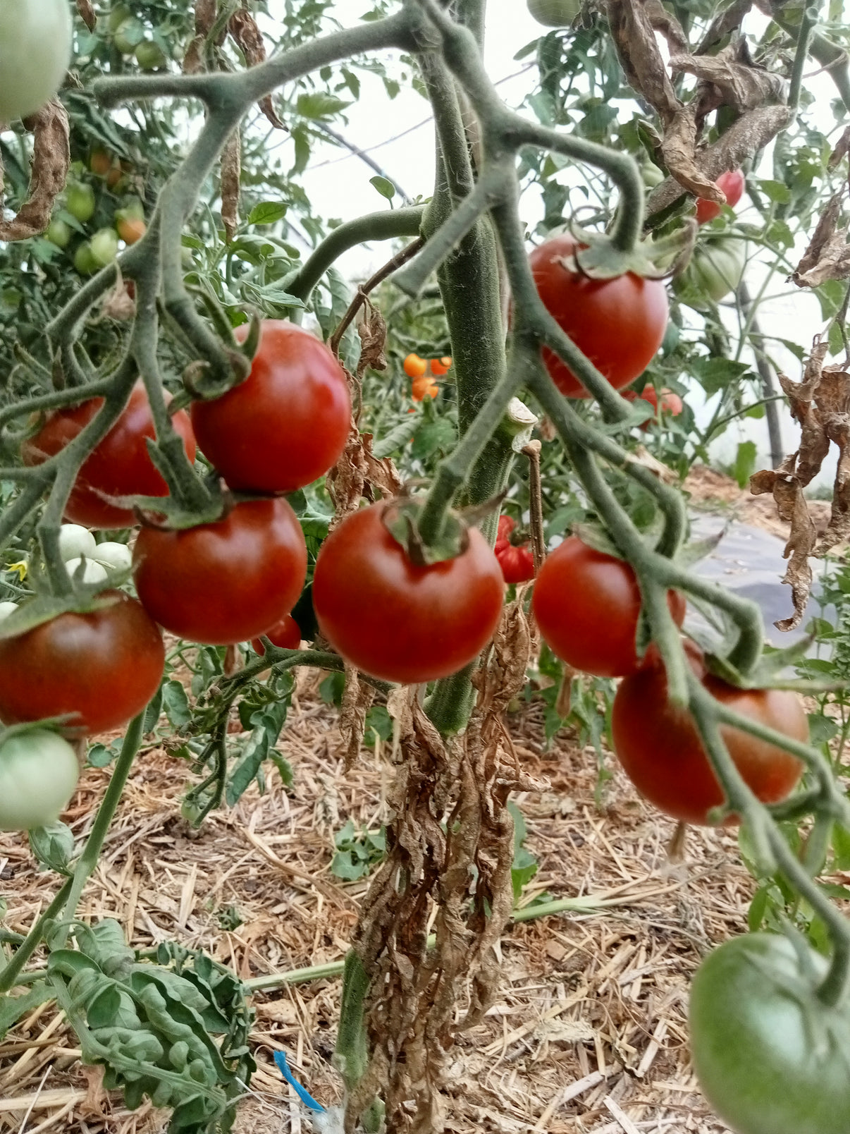 Tomate Cerise Brown Berry – GRAINES DE FLANDRE