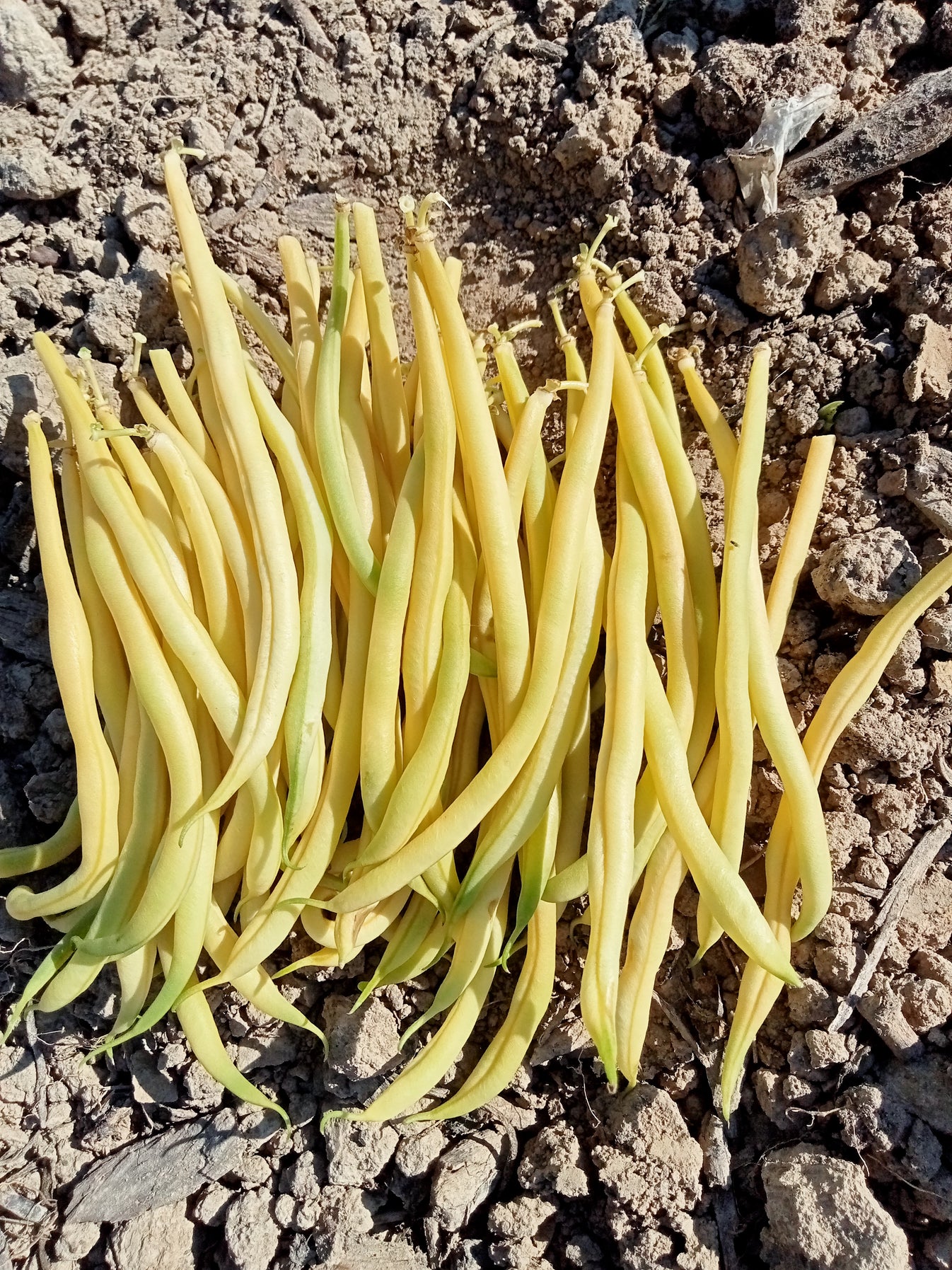 Haricot à Rames Beurre Monte Gusto – GRAINES DE FLANDRE