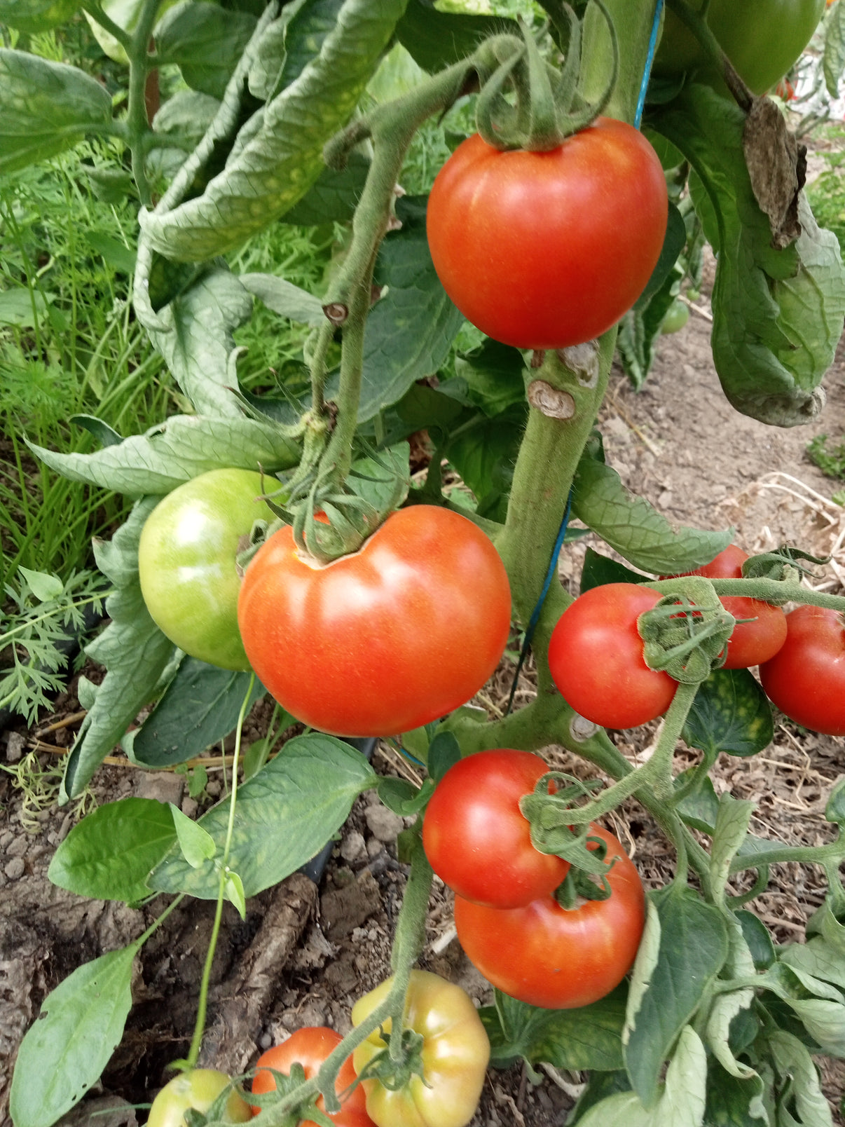 Tomate Joie de table – GRAINES DE FLANDRE