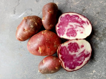 Les pommes de terre – GRAINES DE FLANDRE