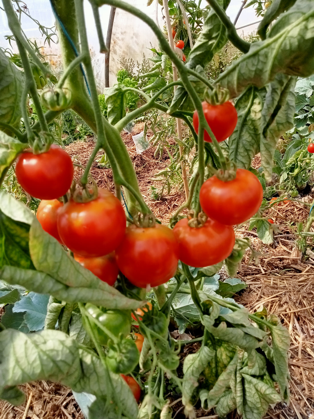 Tomate Stupice – GRAINES DE FLANDRE